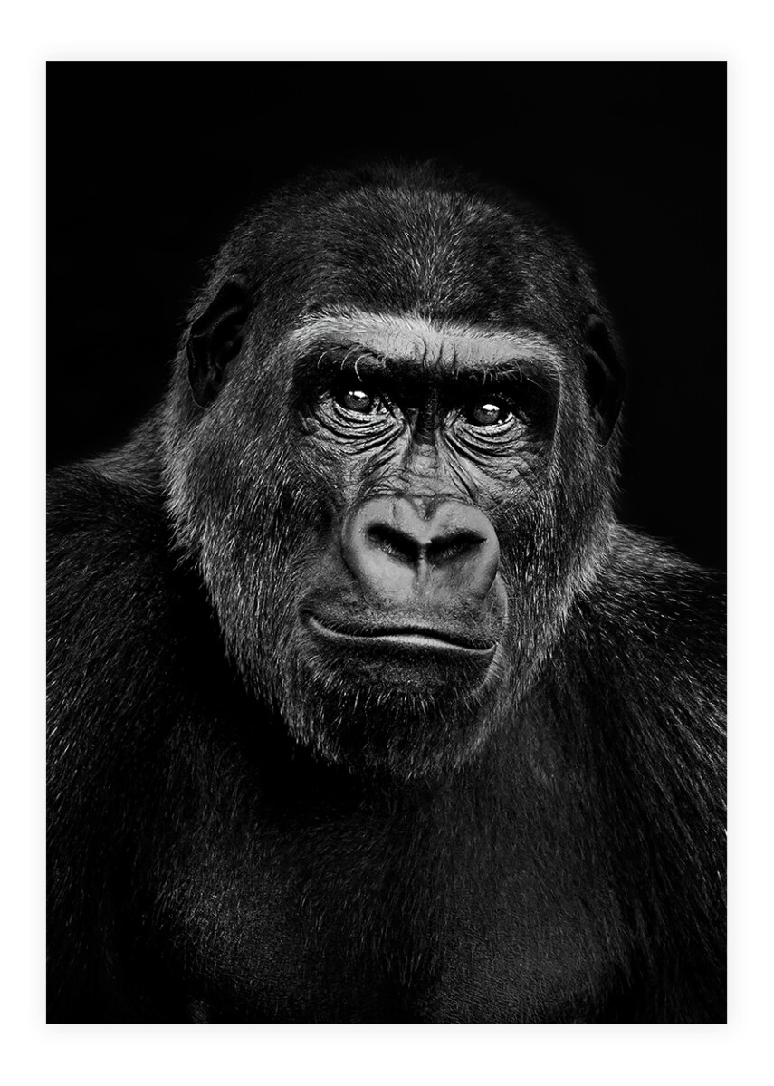 Gorilla plakat → Fra 59 Kr. Gorilla plakat → Fra 59 Kr.