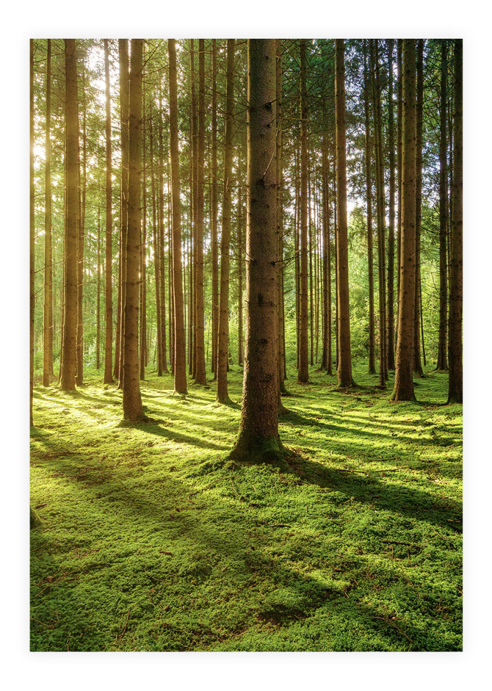 Skov dækket med mos plakat → Fra 59 Kr.