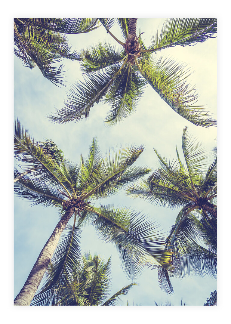 Tropiske palmer plakat → Fra 59 Kr.