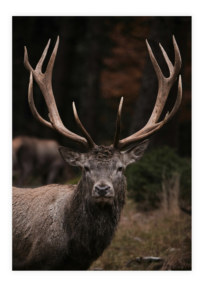 #2 Hjort plakat → Fra 59 Kr.
